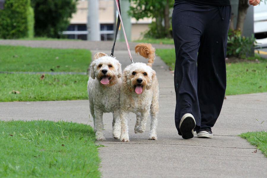 5 essential tips for moving house with a pet